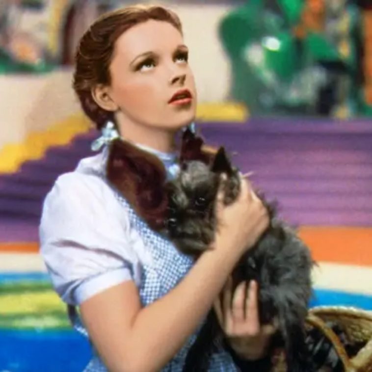 Dorothy Gale Costume - The Wizard of Oz Fancy Dress