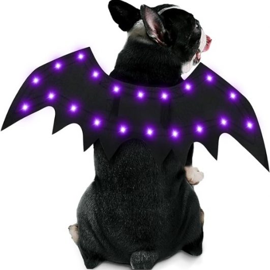 10 Dog Halloween Costume - Pet Fancy Dress Ideas